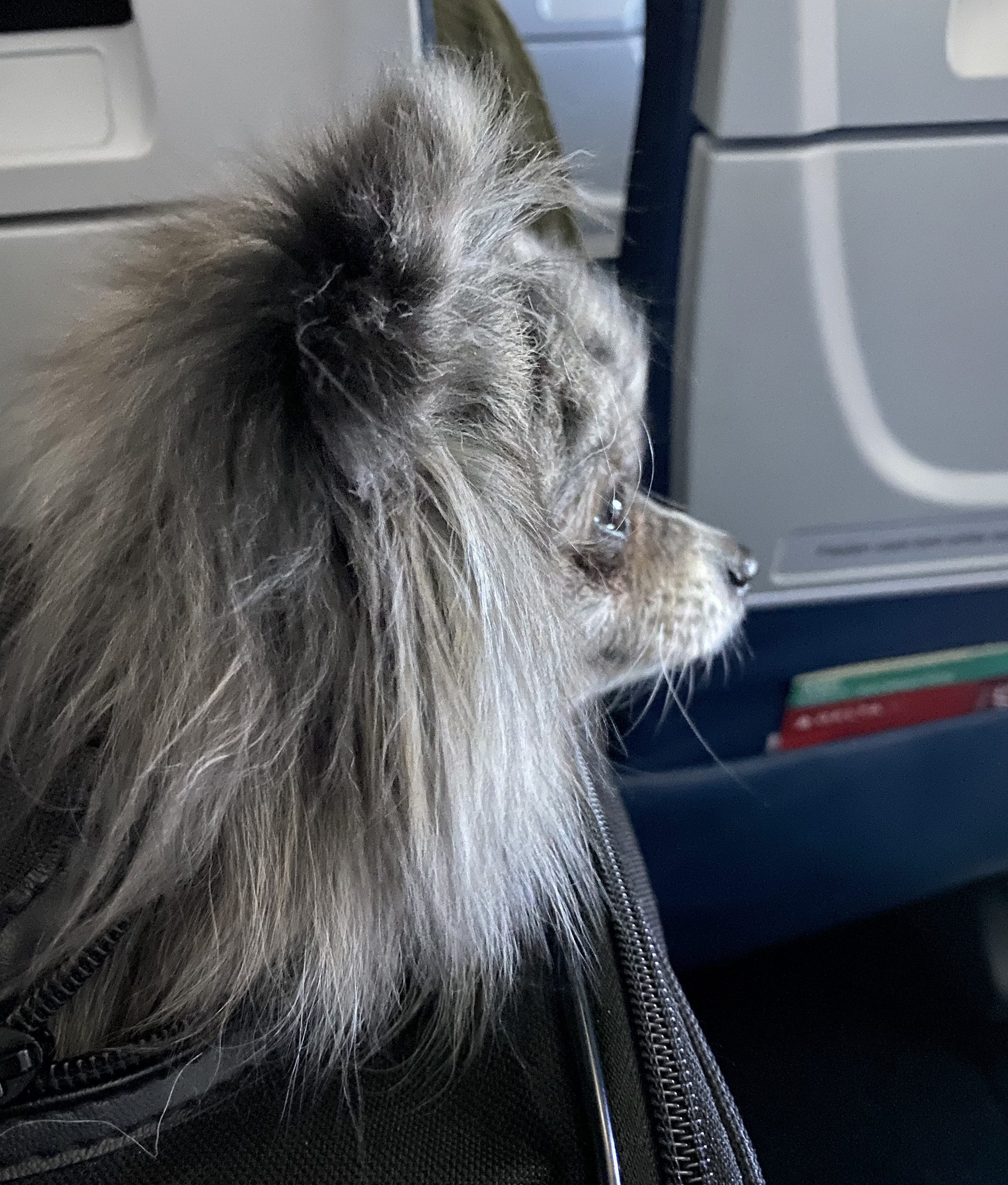 Flying with a dog in cabin: 20 Tips for traveling with dogs on planes ...